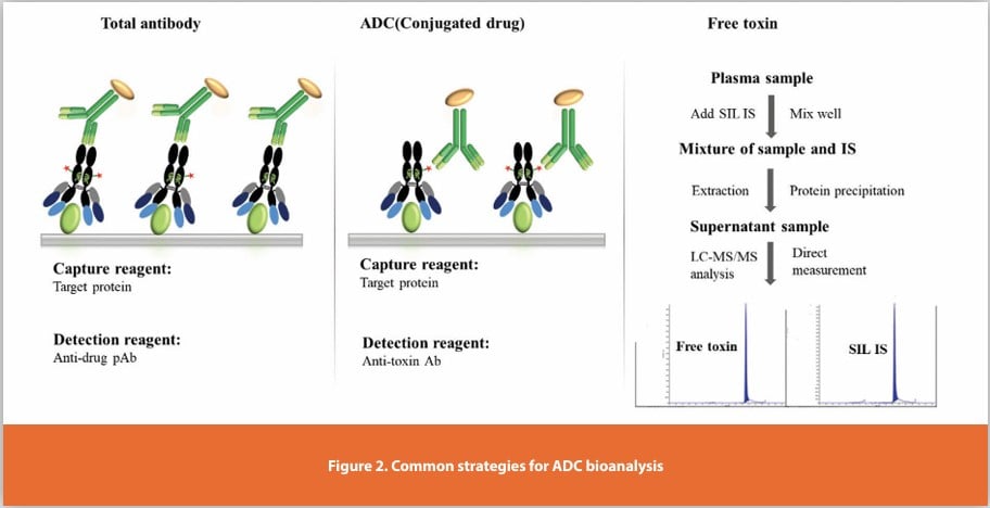 Optimizing ADC Bioassays: LC-MS/MS Blends Speed with Cost-Effectiveness | American ...