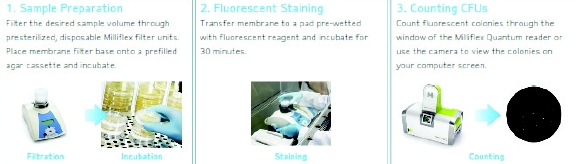 Milliflex® Quantum – Detection of Microbial Contaminants in Water ...