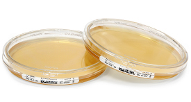 EMD Millipore Launches Lockable ICRplus Settle Plates for Safe and ...
