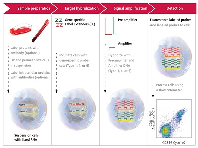 eBioscience, an Affymetrix Business, Launches the First Assay to Detect ...