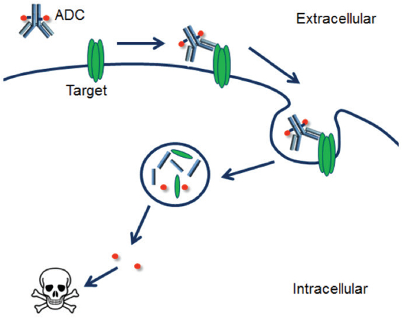 Use of Design of Experiment (DOE) for Optimization of ADC Potency ...