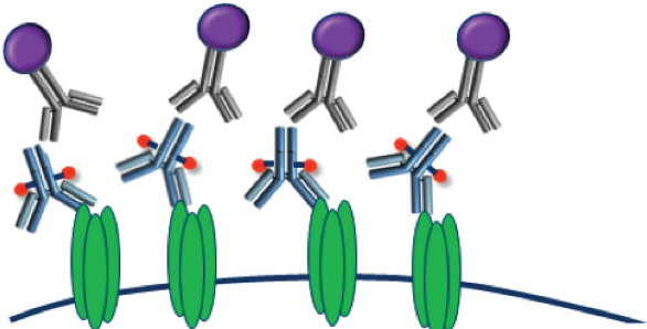 Use of Design of Experiment (DOE) for Optimization of ADC Potency ...