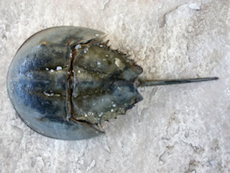 Charles River Podcast: From Rabbit to Crab to the Lab | American ...