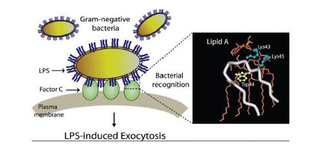 LAL and rFC Comparison Study Caveats | American Pharmaceutical Review ...