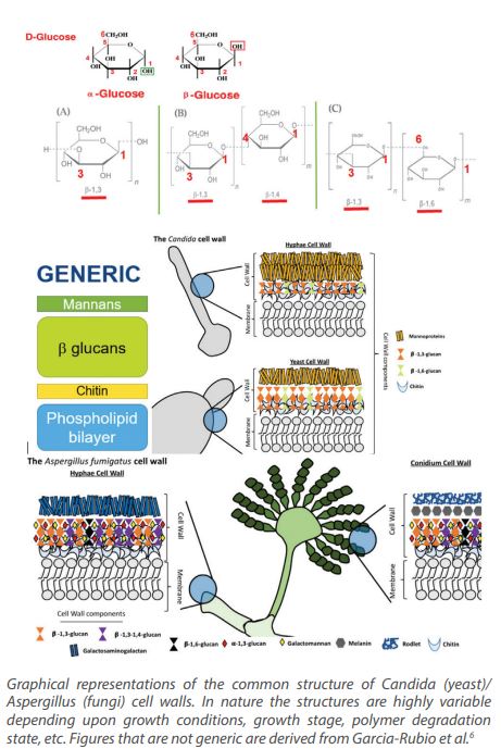 Modern Perspectives on LAL Non-Endotoxin Reactivity | American ...