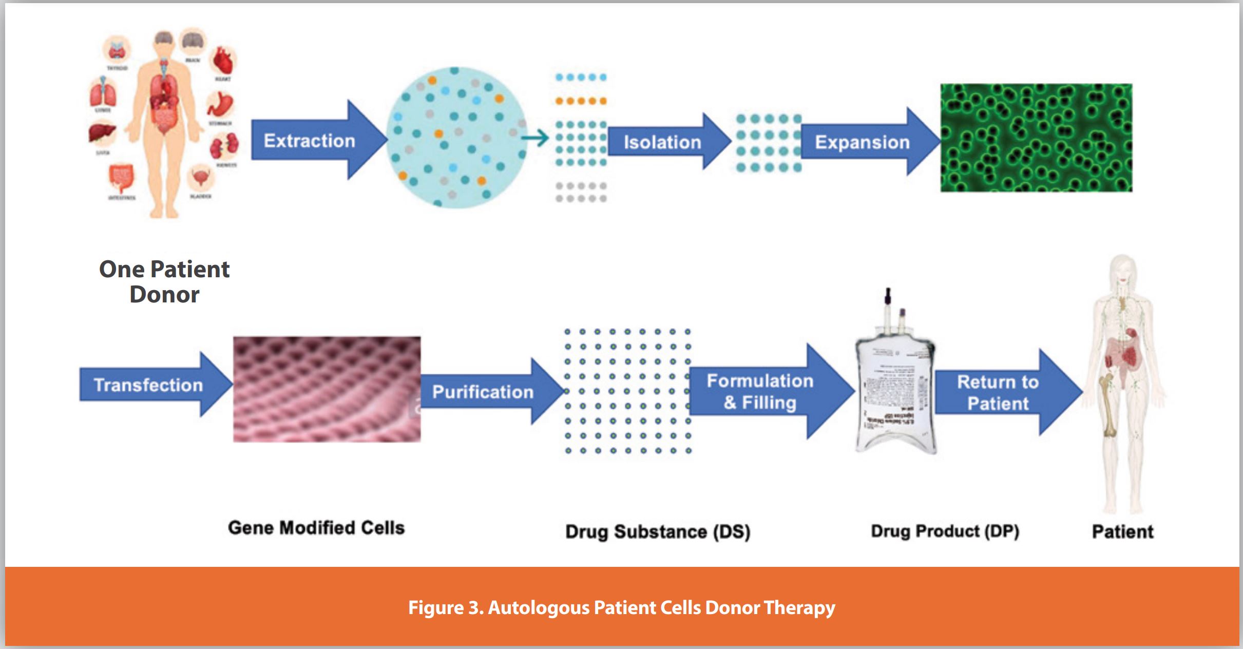 Process Steps from Cell-Line Preparation to Manufacture of Personalized ...