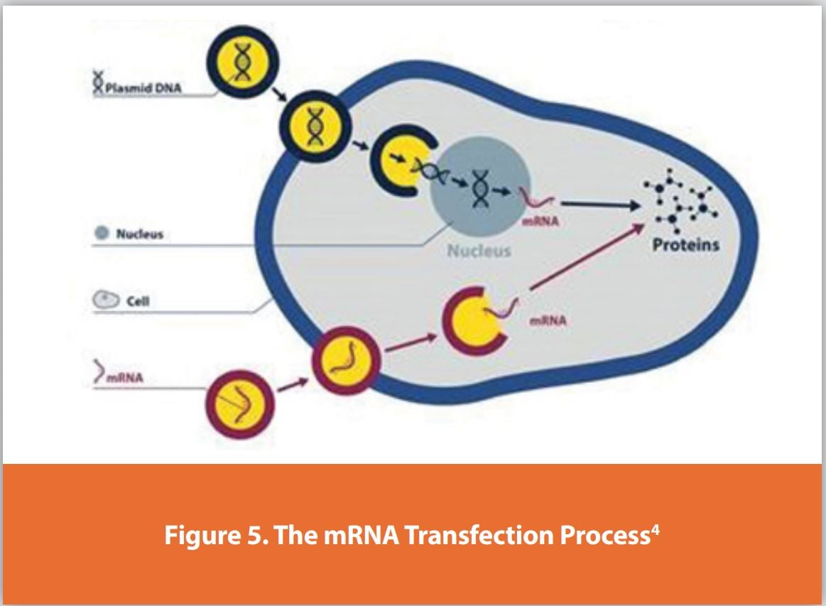 Process Steps from Cell-Line Preparation to Manufacture of Personalized ...