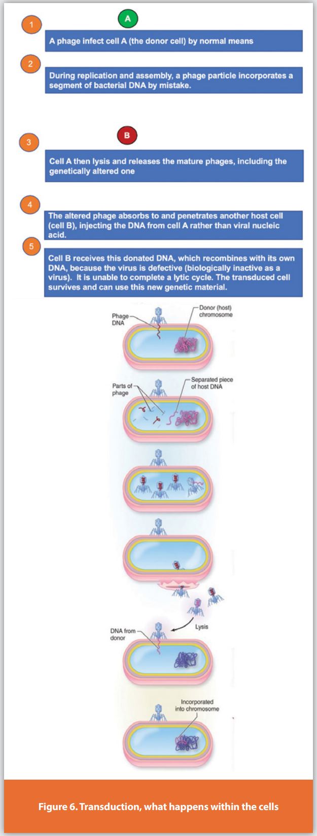 Process Steps from Cell-Line Preparation to Manufacture of Personalized ...