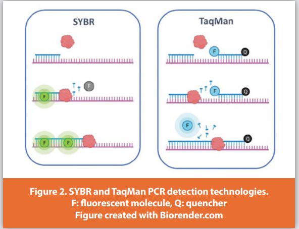 PCR-Based Methodologies to Characterize AAV Gene Therapy Vectors ...
