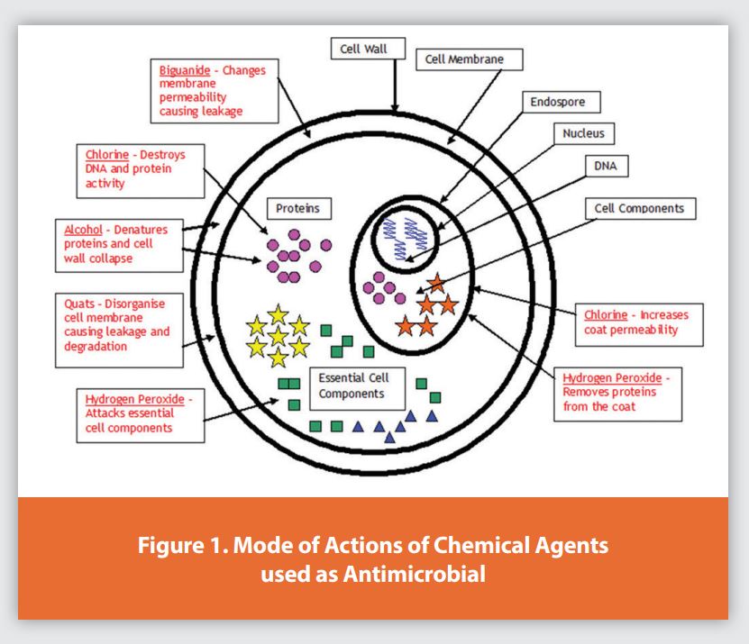 Cleaning and Disinfection: An Important Pillar of Contamination Control ...