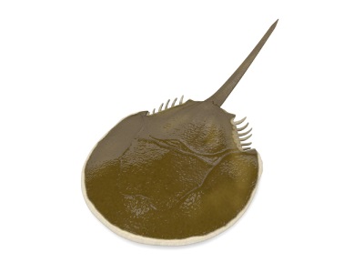 Endotoxin Testing Considerations – Reducing LAL Use with Compendial ...