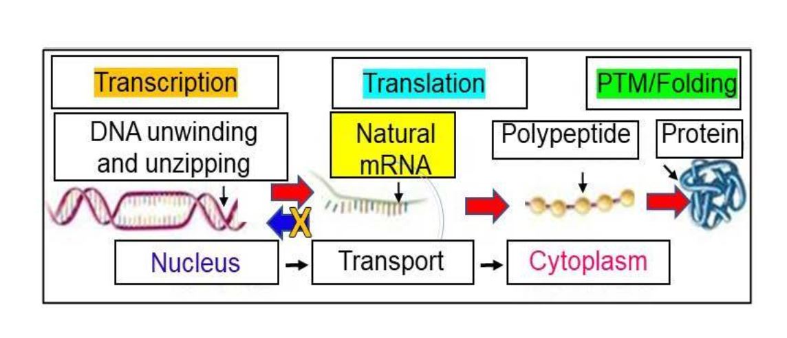 Is COVID-19 mRNA Vaccination Safe in HIV-1 and Other Retroviral ...