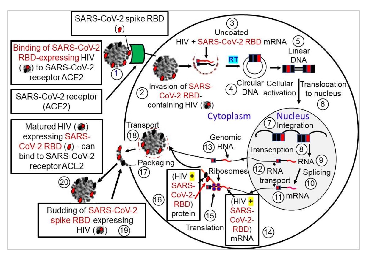 Is COVID-19 mRNA Vaccination Safe in HIV-1 and Other Retroviral ...