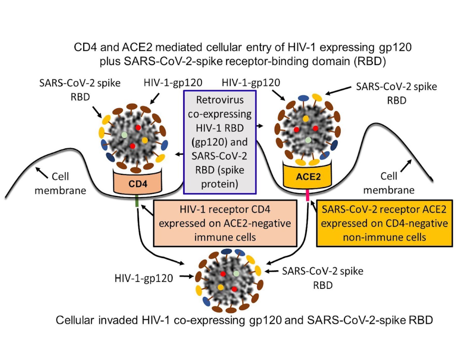 Is COVID-19 mRNA Vaccination Safe in HIV-1 and Other Retroviral ...