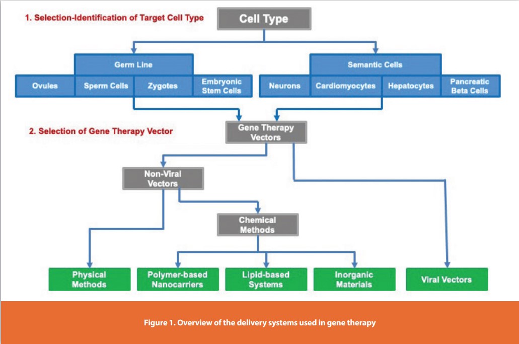 Cell and Gene Therapy Domain and Regulation | American Pharmaceutical ...