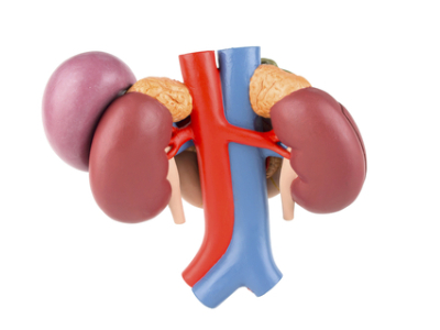 AiCuris Receives Milestone Payment from Merck Following FDA Approval of ...