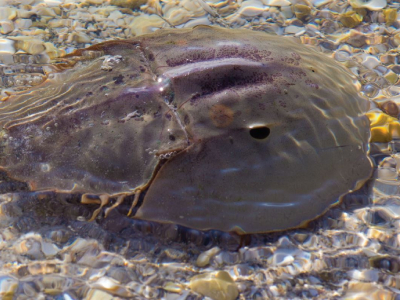 Standardized, Scalable And Efficient: Producing Recombinant Factor C to ...