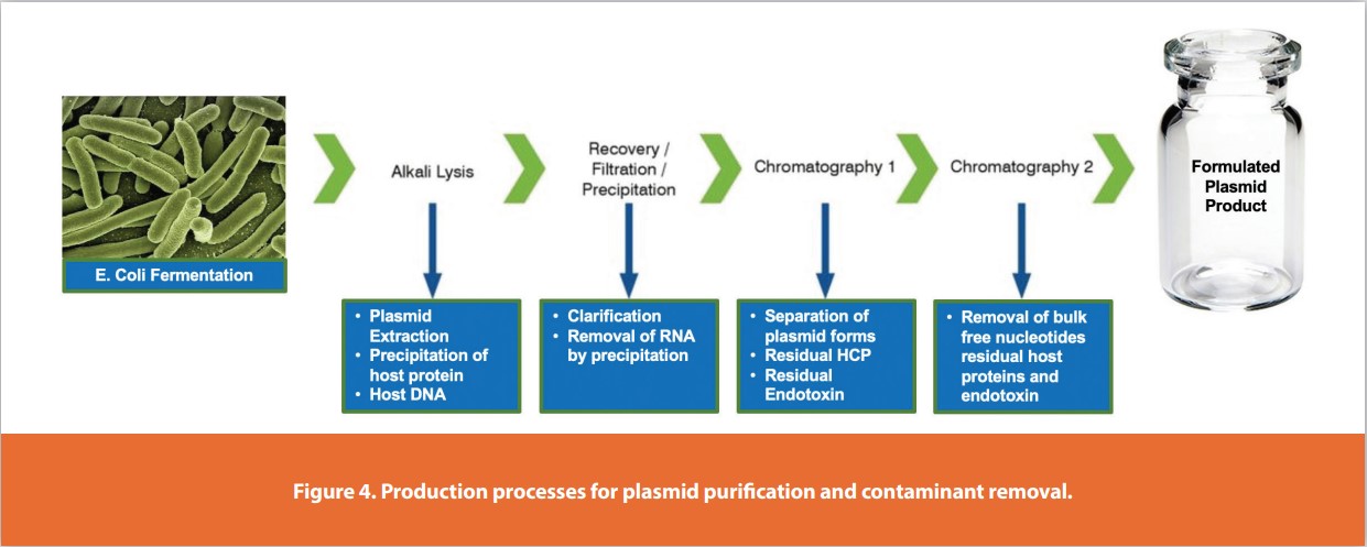 Viral Vector Process Development and Manufacturing | American ...