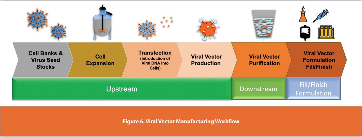 Viral Vector Process Development and Manufacturing | American ...
