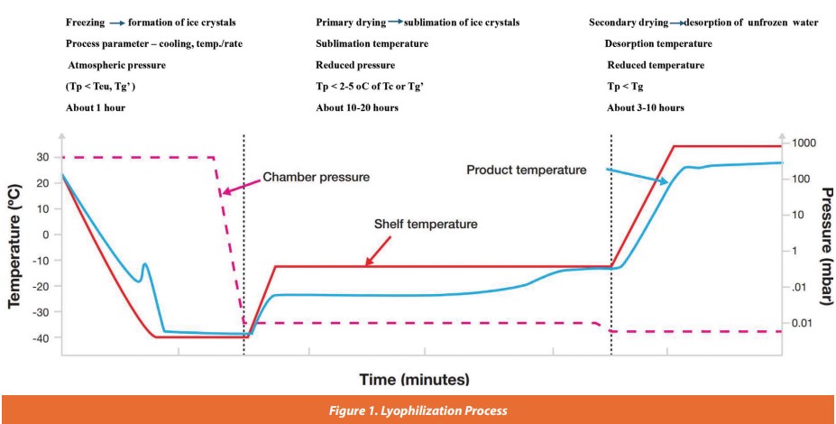 Lyophilization Technology for Improving Stability of Small and Large ...