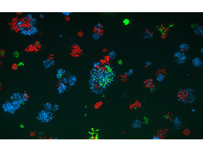Incucyte® CX3 Live-Cell Analysis System from Sartorius BioAnalytics ...